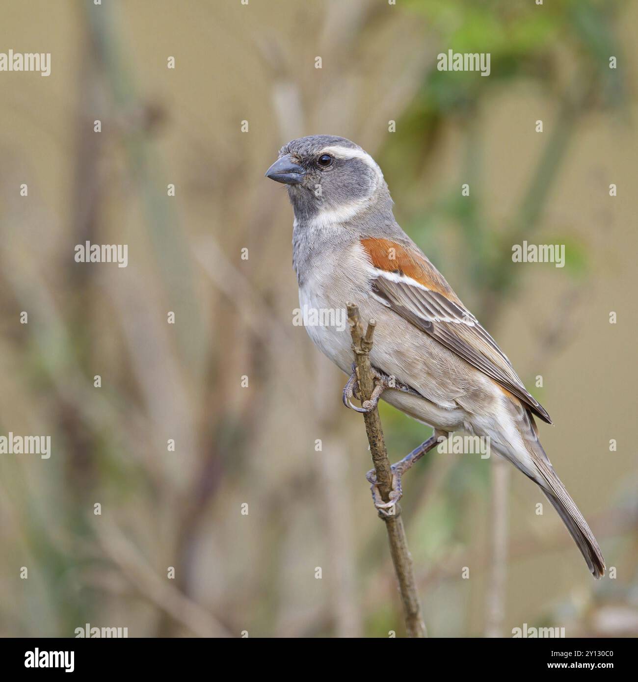 Cape sparrow (Passer melanurus), sparrow family, Sani Pass Surroundings ...