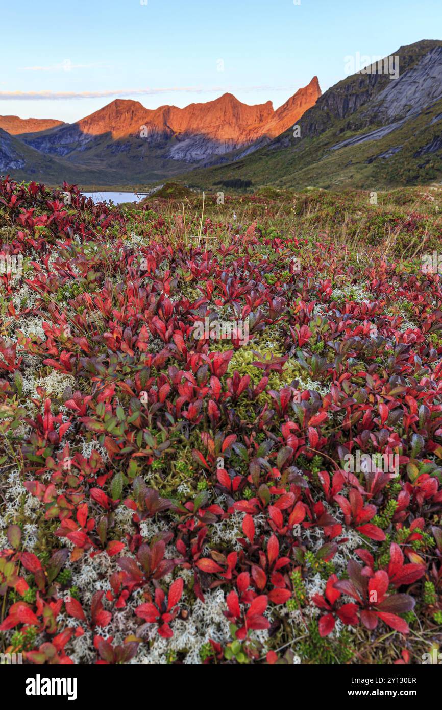 Autumn coloured tundra in front of fjord and steep mountains, morning ...