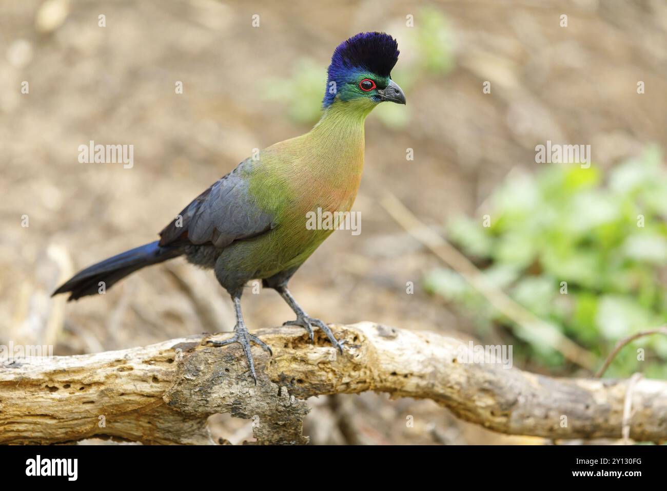 Purple-crested Turaco, Violet-crested Turaco, (Gallirex porphyreolophus ...