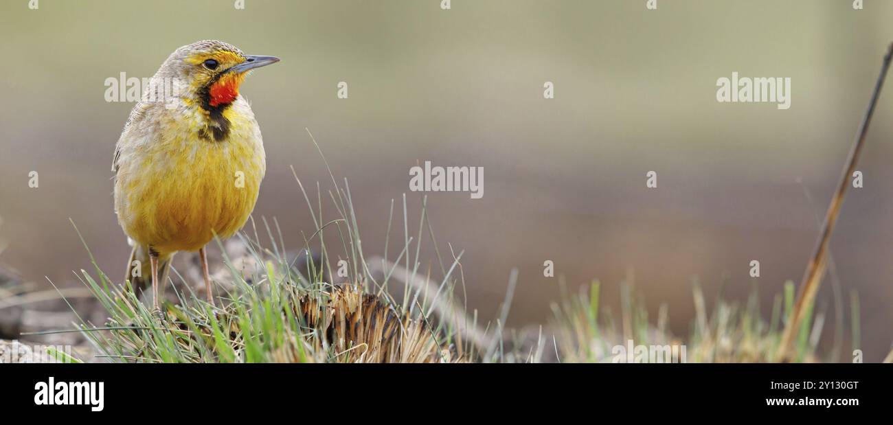Large-spurred Pipit, cape longclaw (Macronyx capensis), Wakkerstrom ...