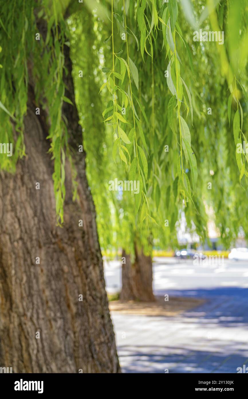 Close up drooping willow hi-res stock photography and images - Alamy