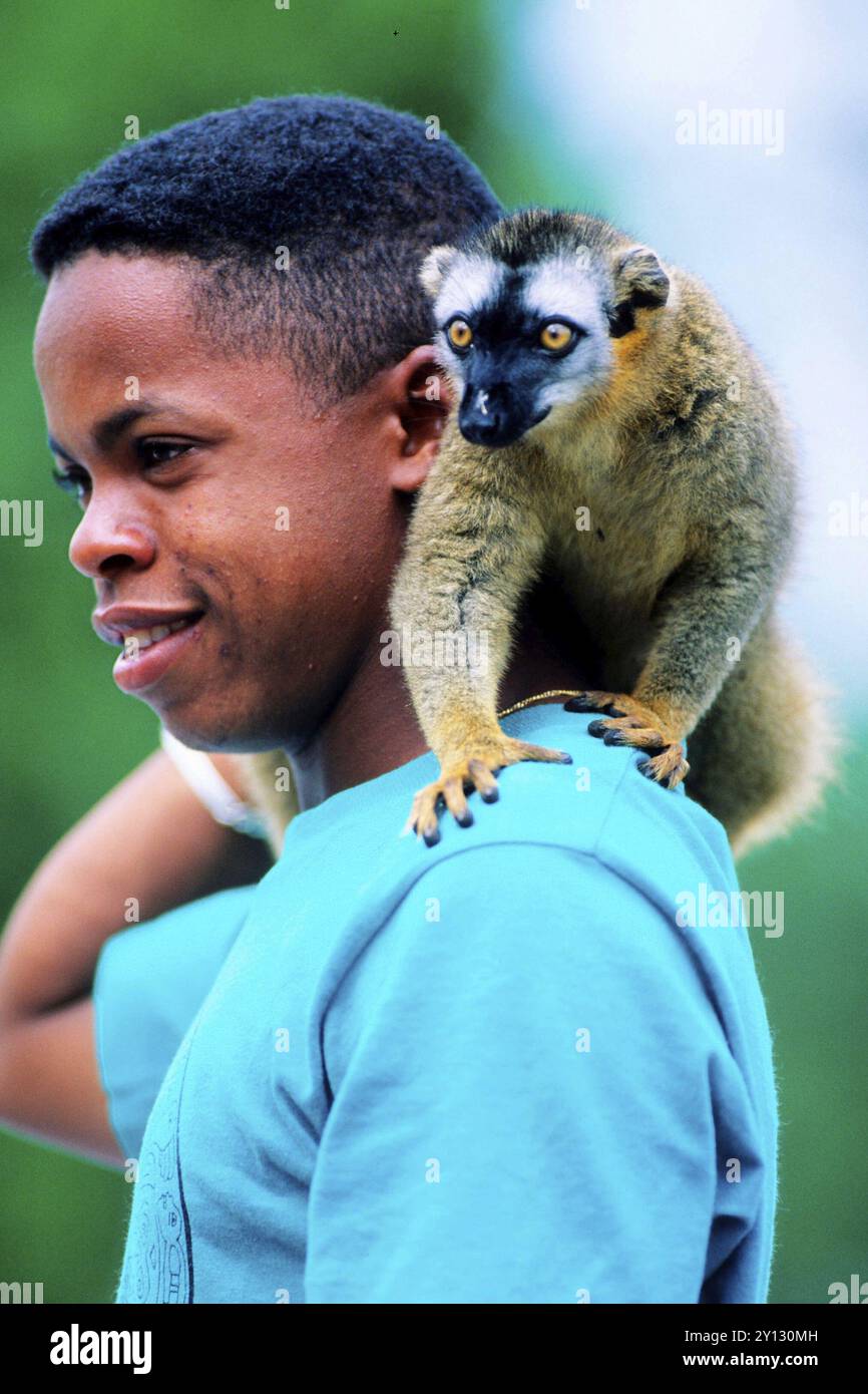 Crown sifaka, Madagascar, Coquerels crown sifaka, Prophitecus verreauxi ...