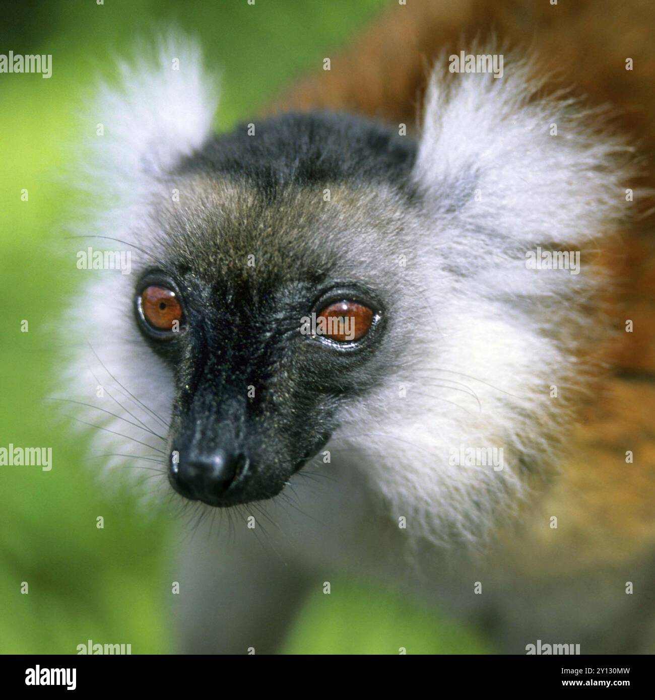 Black lemur, Madagascar, Madagascar, Africa Stock Photo - Alamy