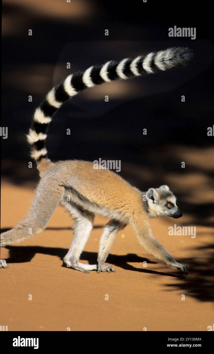 Lemur Catta, Ring-tailed Lemur, Madagascar, Madagascar, Africa Stock ...