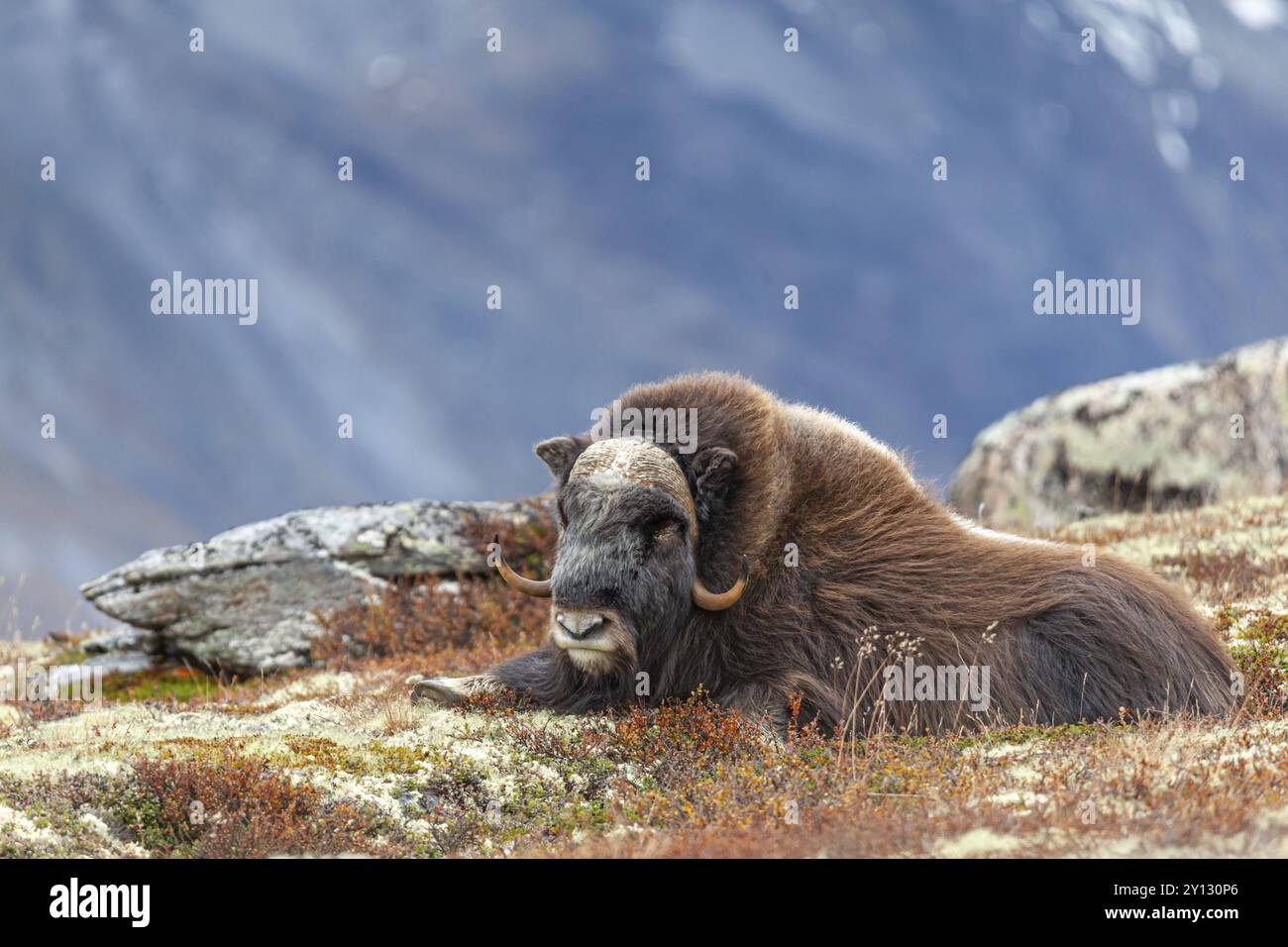 Musk ox (Ovibos moschatus), lying, quiet, autumn tundra, mountains ...