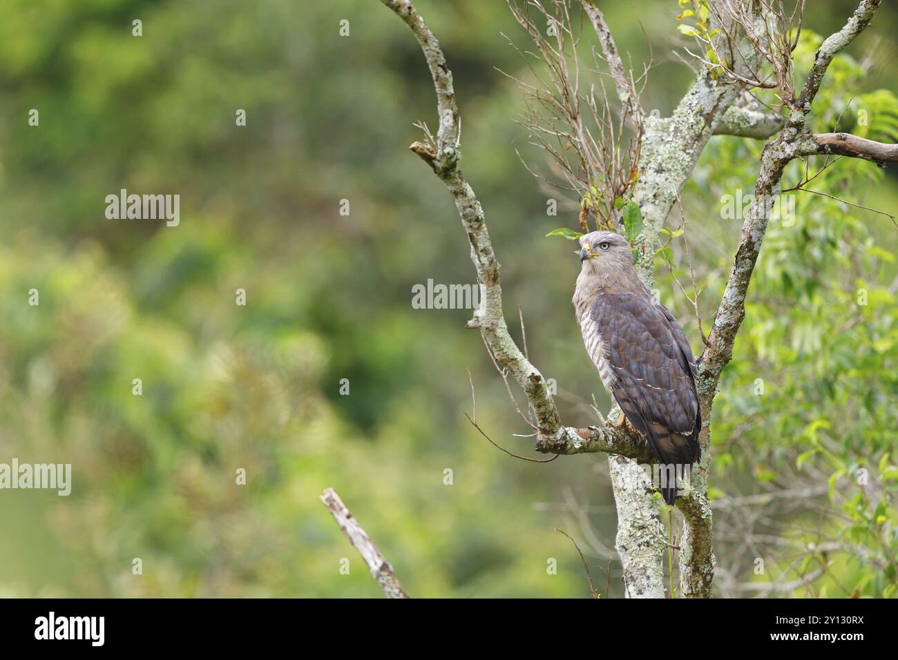 Fasciated Snake-Eagle, Southern Banded Snake-Eagle, Southern Banded ...