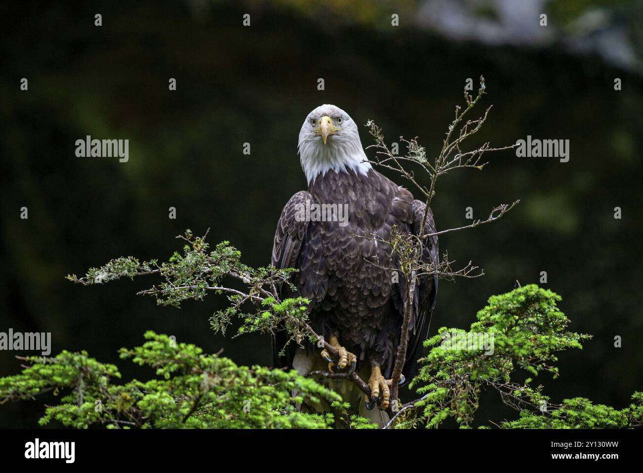 Bald eagle (Haliaeetus leucocephalus), sitting on a conifer, frontal ...