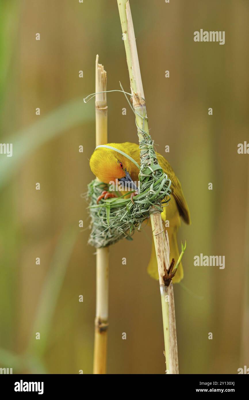 A gold weaver building a nest, iSimangaliso Wetland Park, St Lucia ...