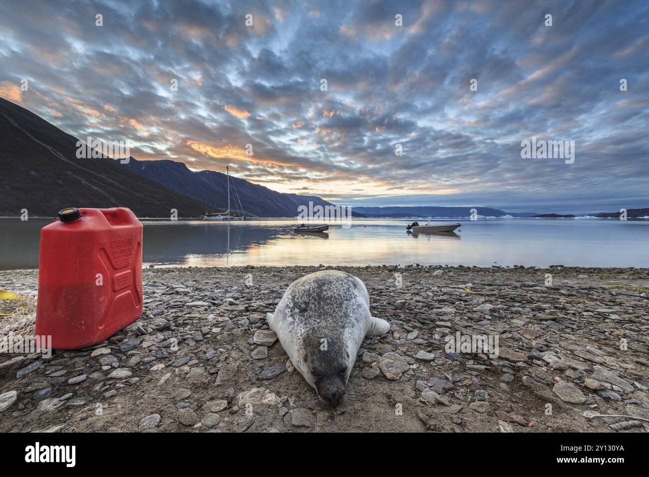 Seal killed by Inuit hunters lying on the shore of a fjord, mountains ...