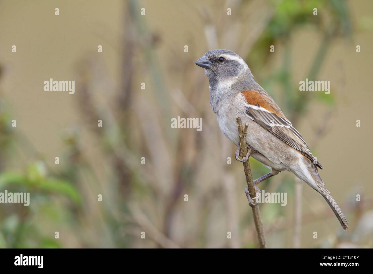 Cape sparrow (Passer melanurus), sparrow family, Sani Pass Surroundings ...