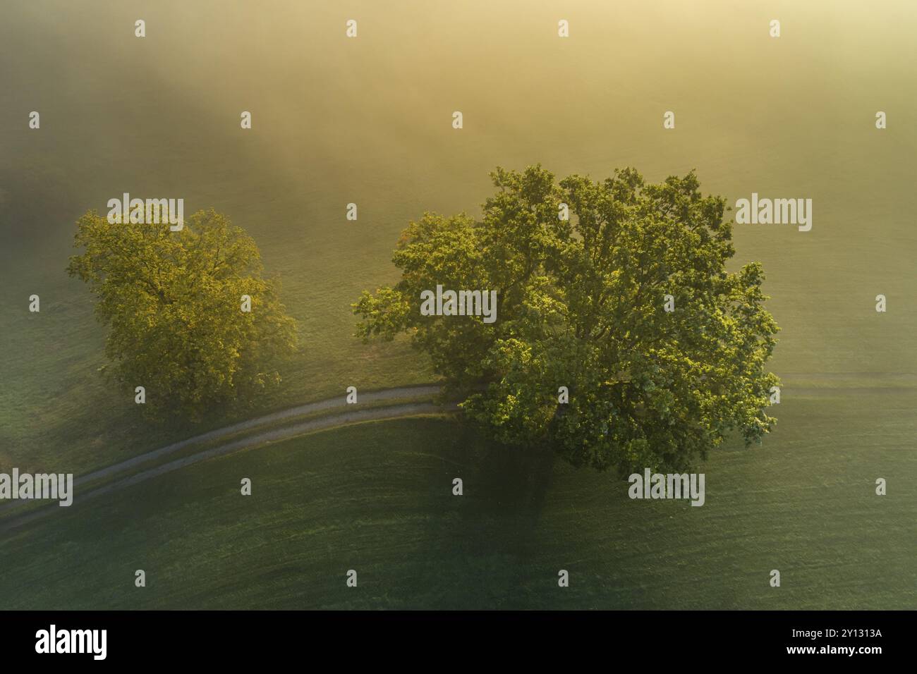 Aerial view of two trees in the morning light, fog, oak trees, Murnau ...