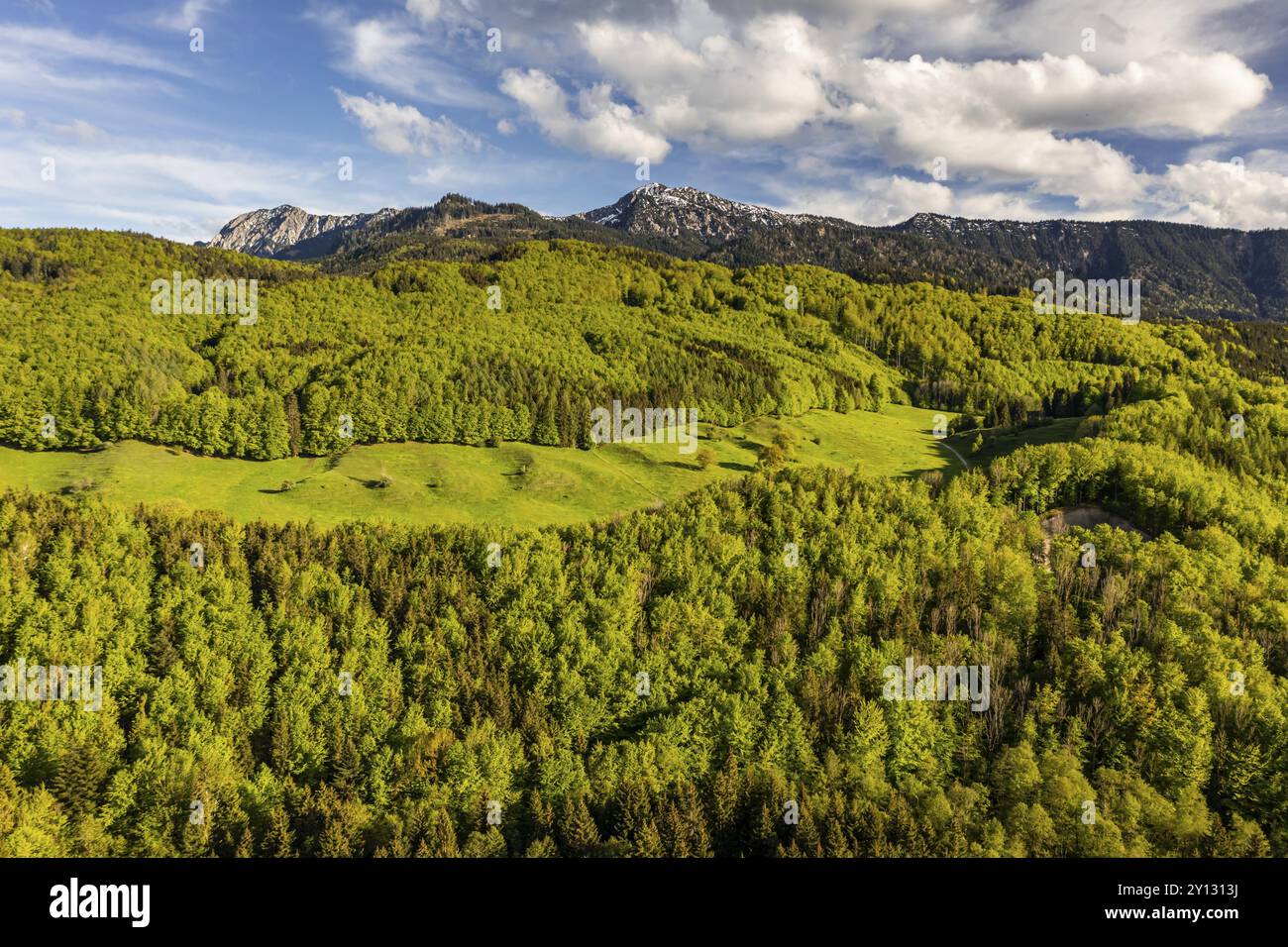 Aerial view of a mountain forest in front of mountains in spring, sunny ...