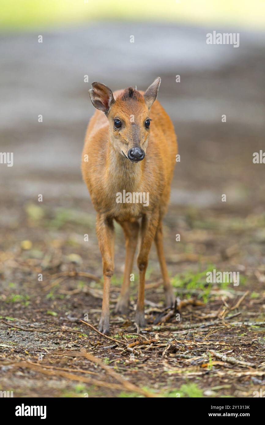 Red forest duiker (Cephalophus natalensis) antelope, iSimangaliso ...