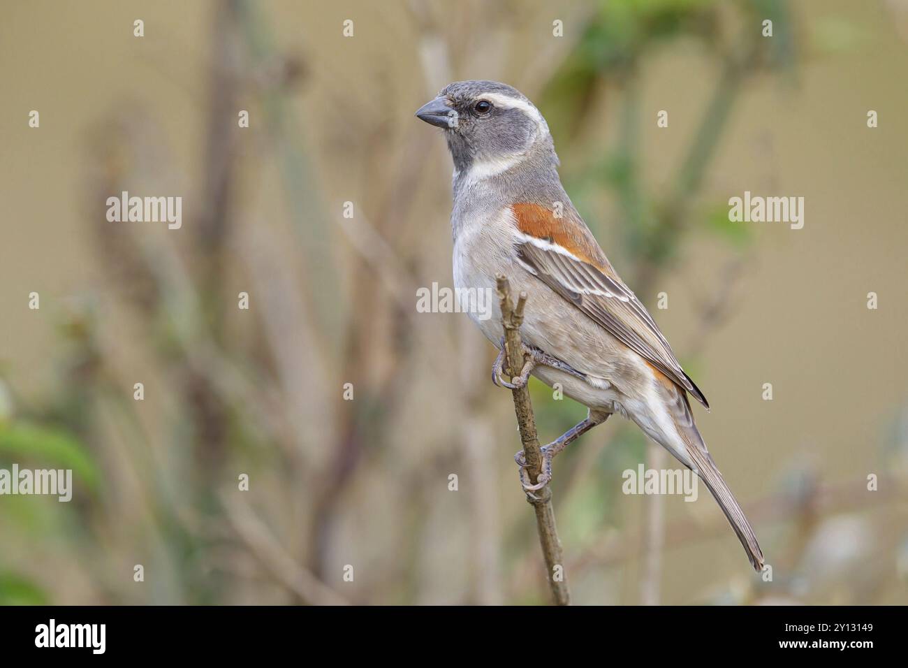 Cape sparrow (Passer melanurus), sparrow family, Sani Pass Surroundings ...