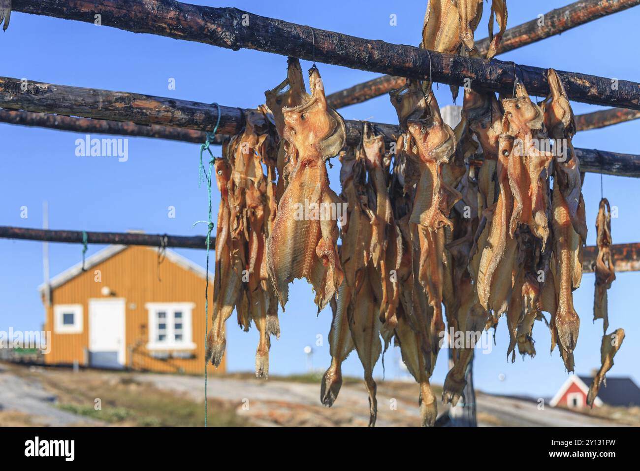 Dried fish, seal meat, whale meat, Inuit settlement, Ittoqqortoormiit ...