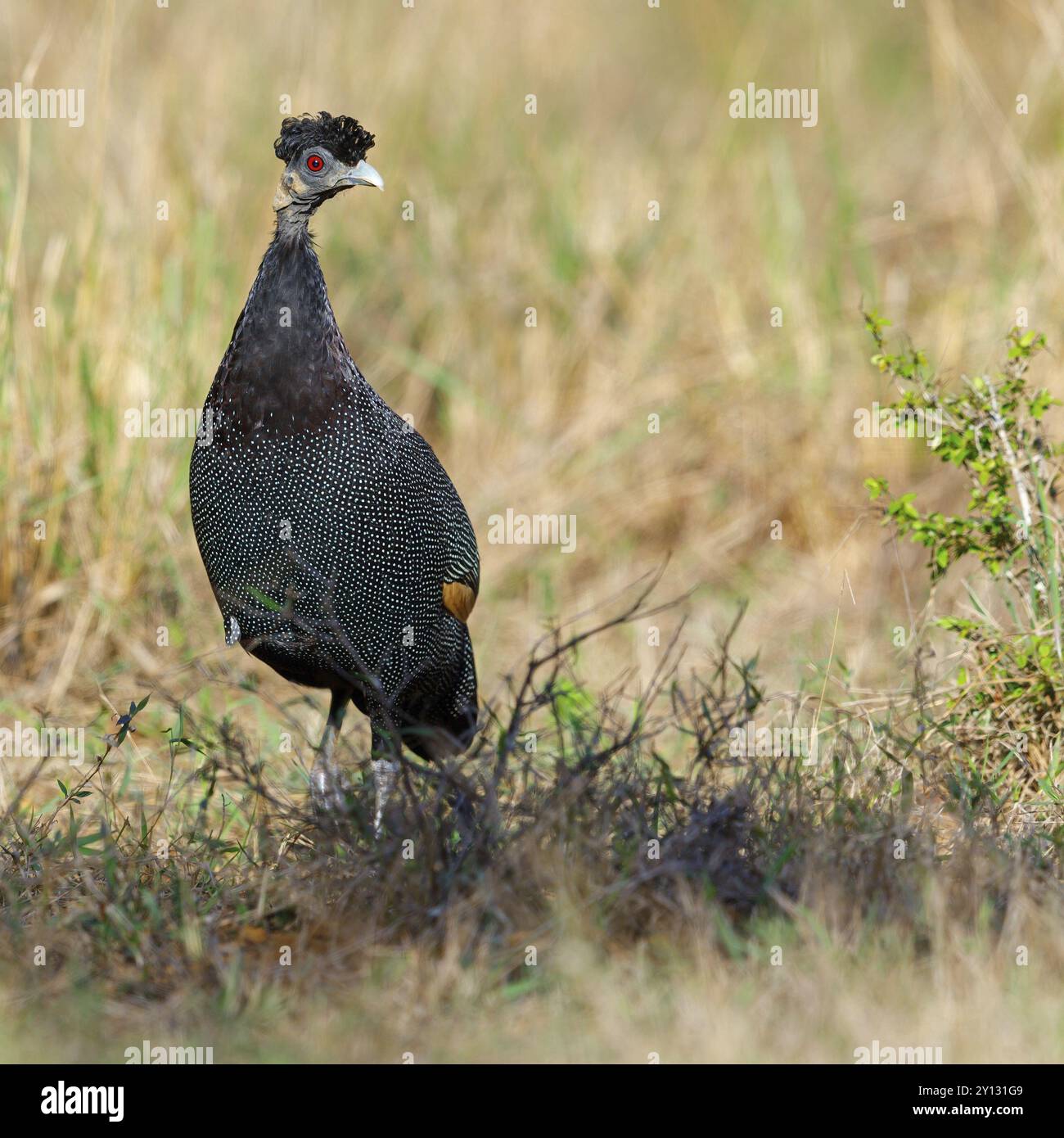 Kenya Crested Guinea Fowl, Crested Guineafowl, Guttera pucherani ...