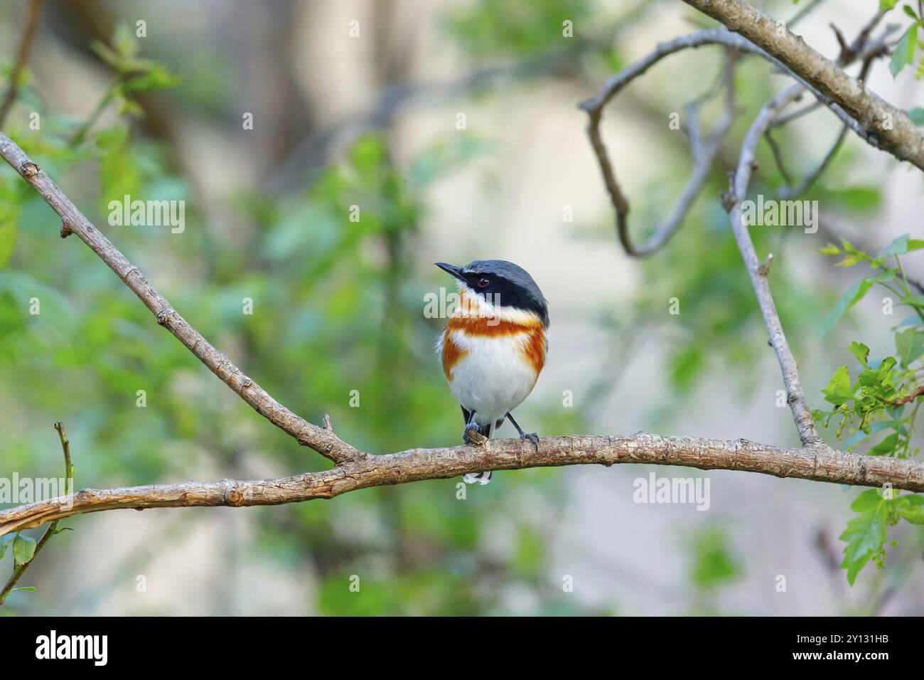 Cape Flycatcher, (Batis capensis), Giant's Castle Hutted Camp, River ...