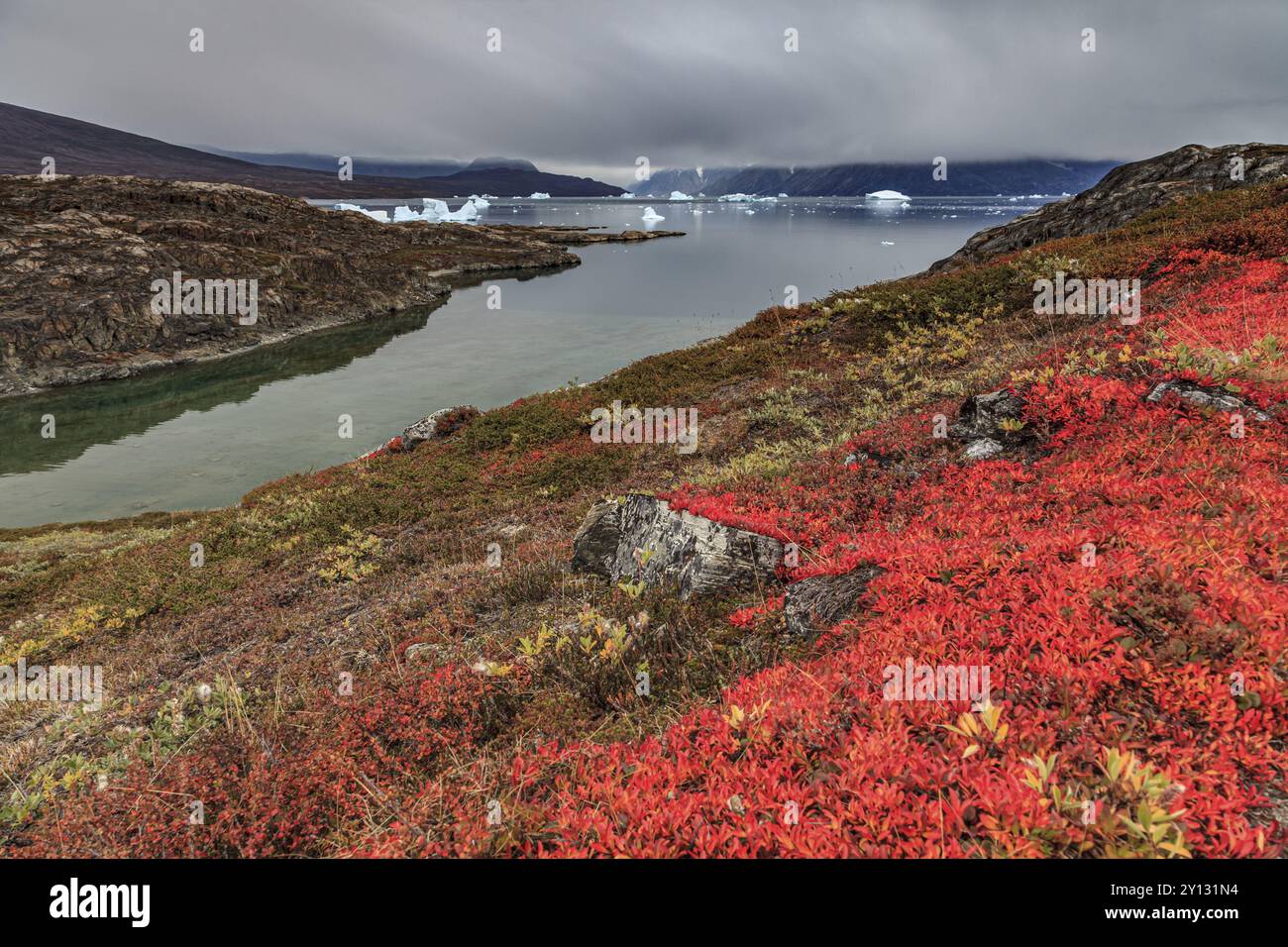 Autumn coloured tundra at fjord with icebergs, mountains, Scoresby ...