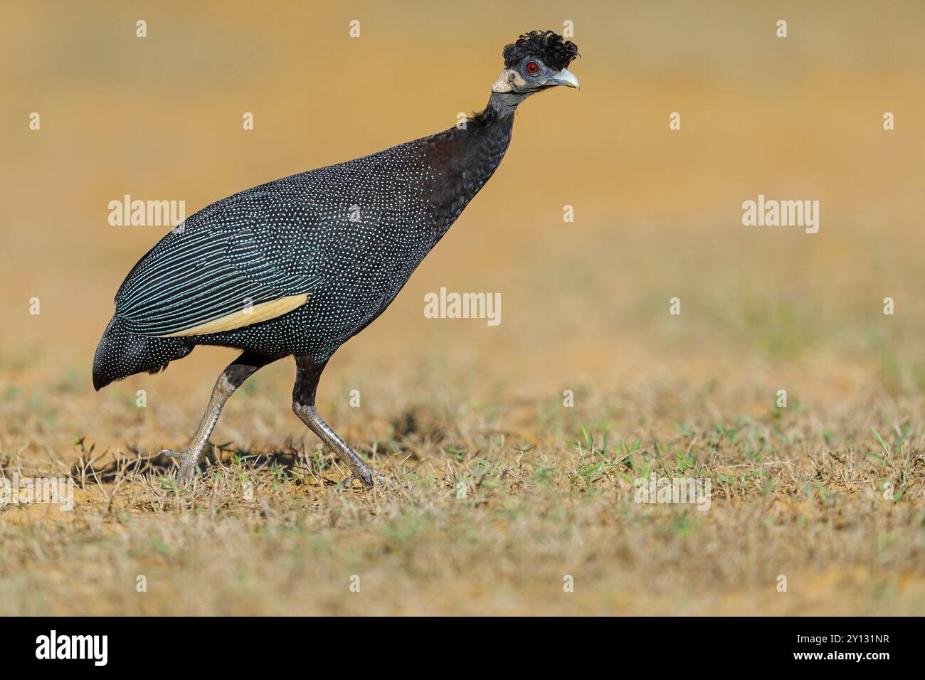 Fauna de africa oriental hi-res stock photography and images - Alamy