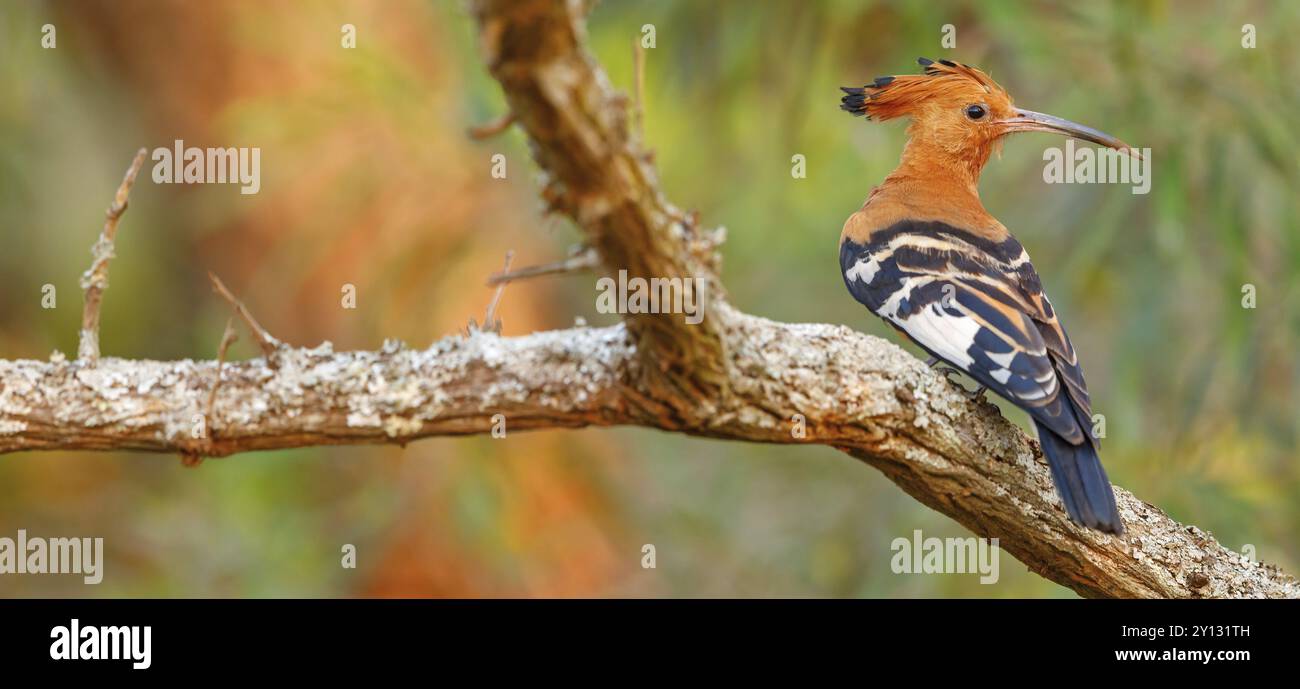 African Hoopoe, African Hoopoe, (Upupa africana), Ithala Game Reserve ...