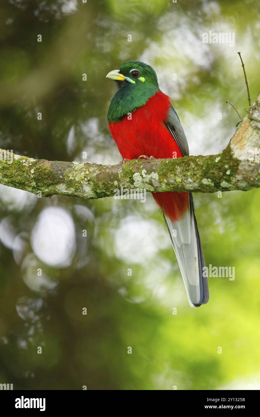 Narina Trogon, (Narina Trogon, Narina's Trogon, (Apaloderma narina ...
