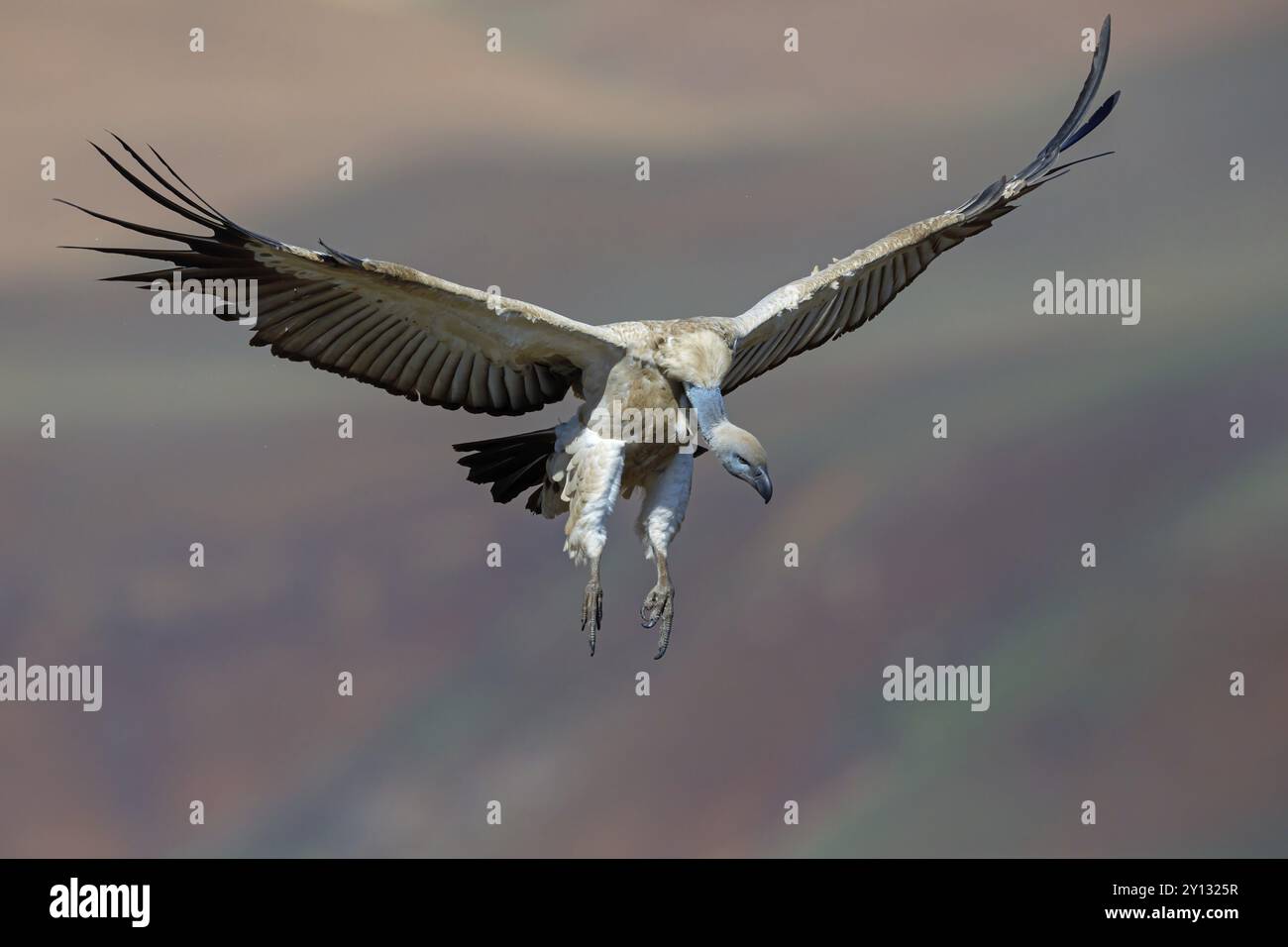 Cape Vulture, also cape griffon (Gyps coprotheres), flight photo, Giant ...