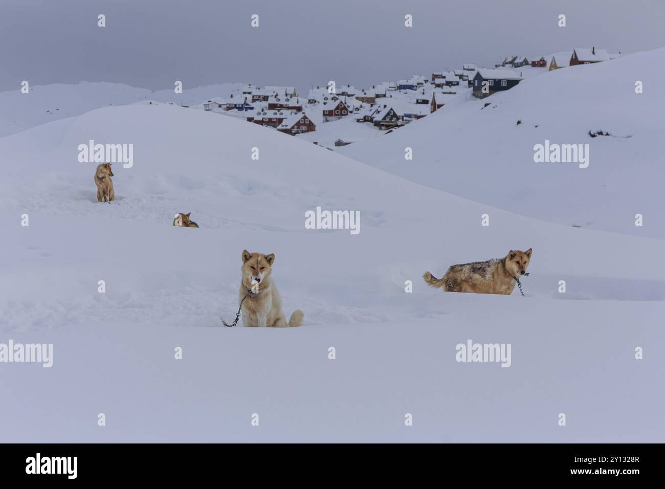 Greenland dogs in deep snow in front of Inuit settlement, Husky, Winter ...