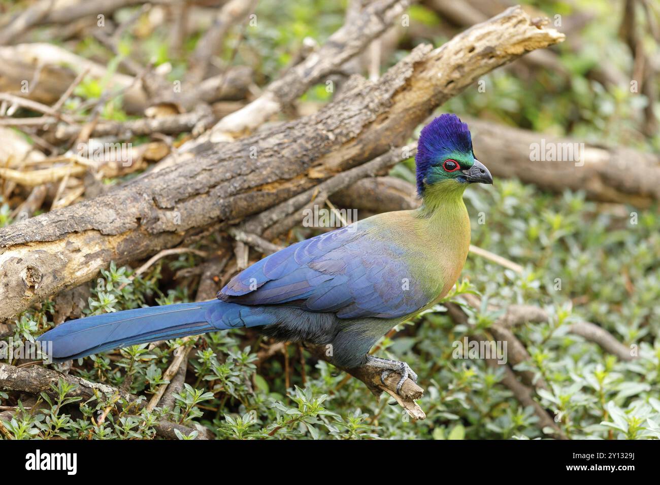 Purple-crested Turaco, Violet-crested Turaco, (Gallirex porphyreolophus ...