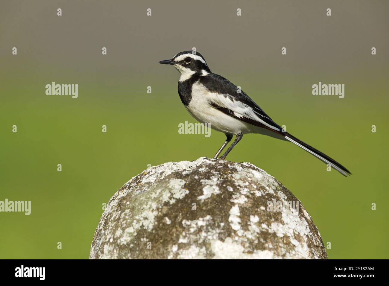 African Pied Wagtail, (Motacilla aguimp), Bergeronnette pie, Lavandera ...
