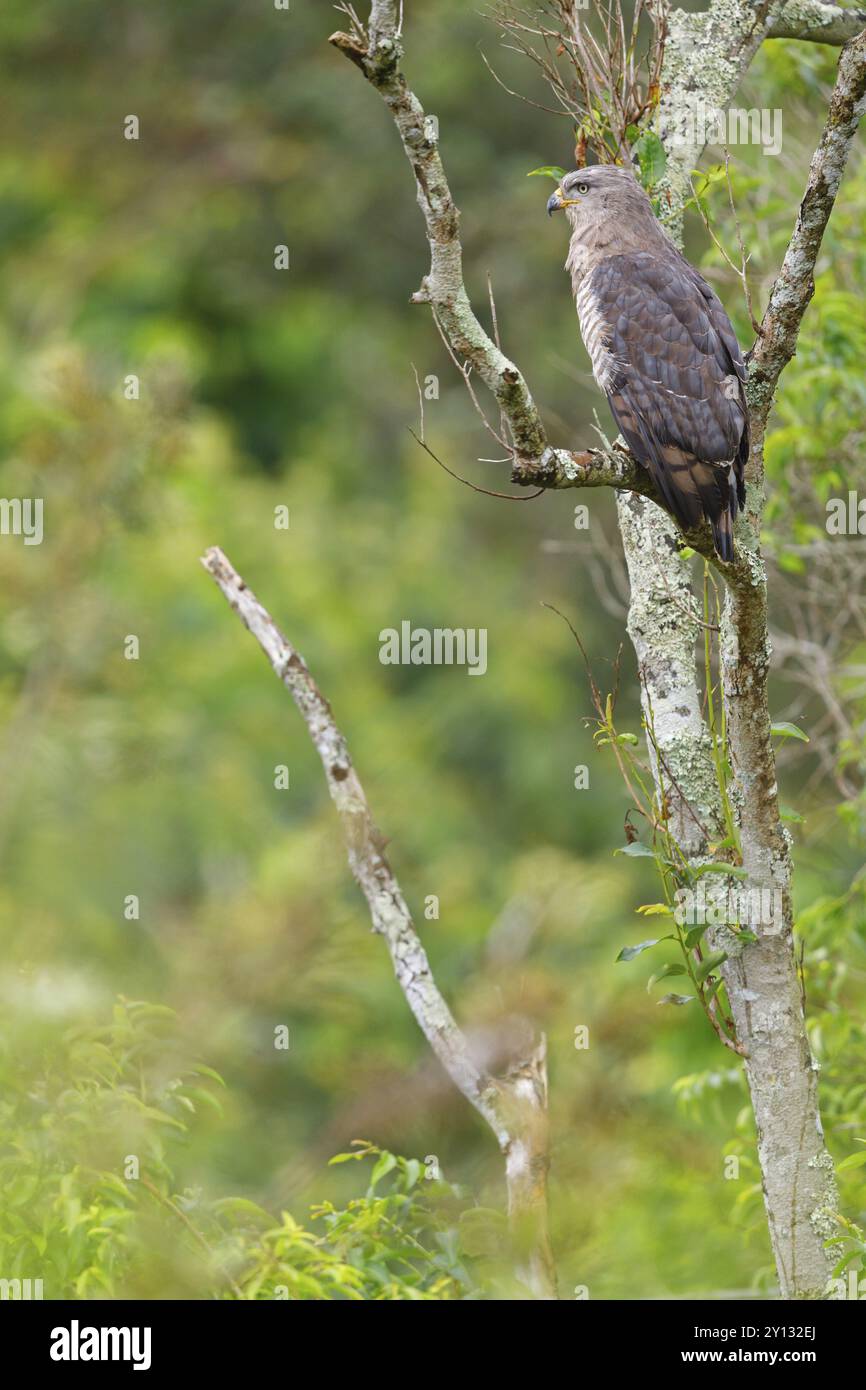 Fasciated Snake-Eagle, Southern Banded Snake-Eagle, Southern Banded ...