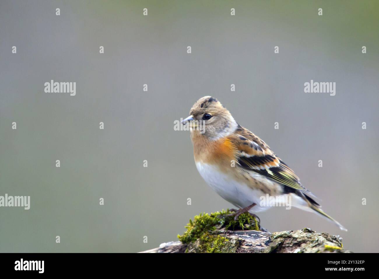 Mountain Finch, Frigilla montifrigilla, songbird, perch, lateral ...
