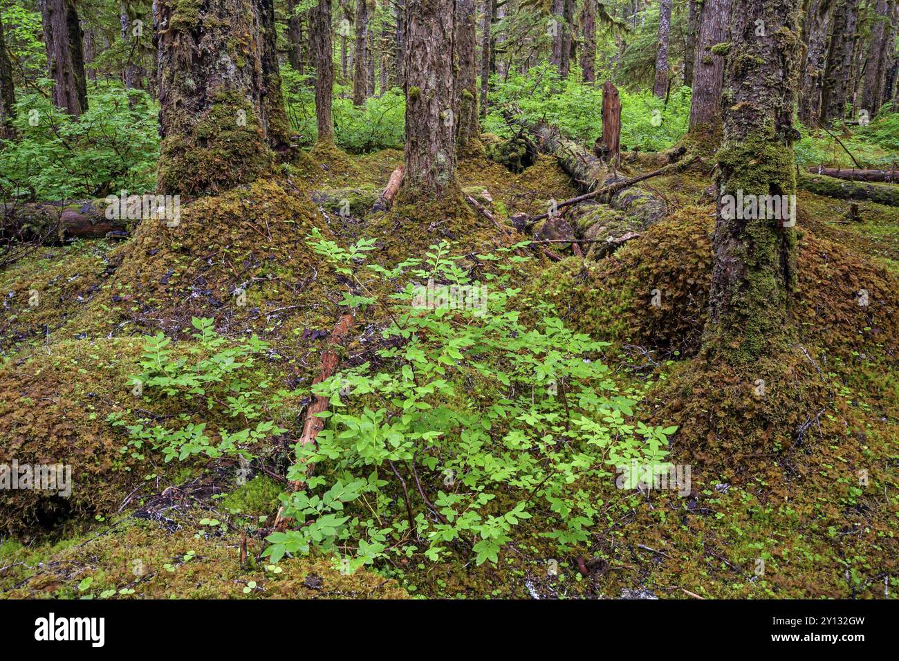 Plants, ferns, fungi and conifers in the rainforest, primeval forest ...