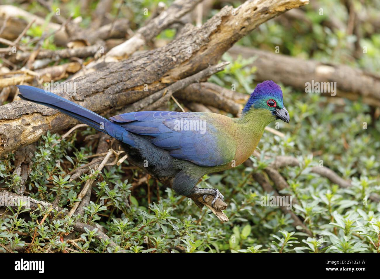 Purple-crested Turaco, Violet-crested Turaco, (Gallirex porphyreolophus ...