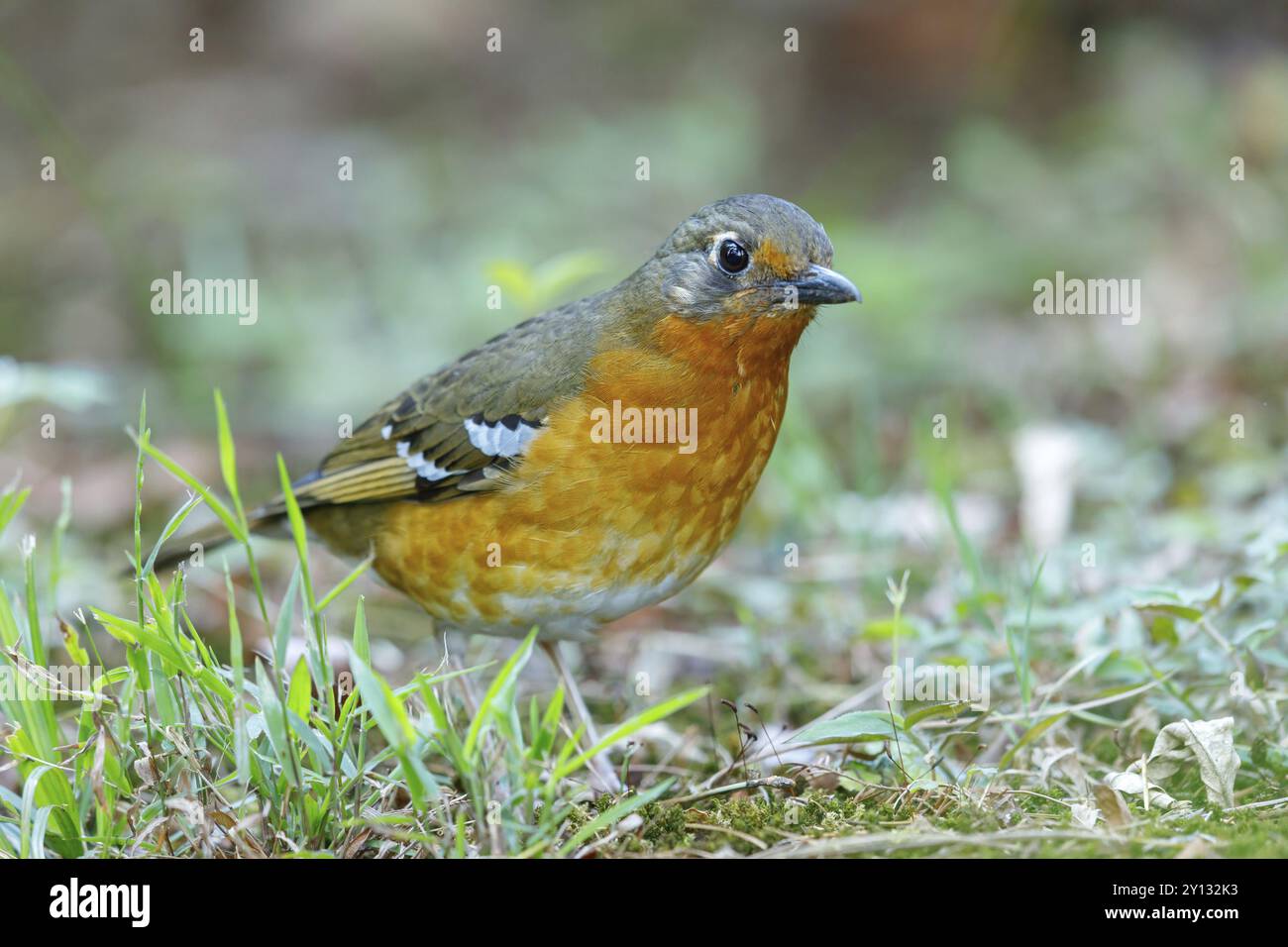 Orange ground thrush (Geokichla gurneyi), Zoothera gurneyi, Benvie ...