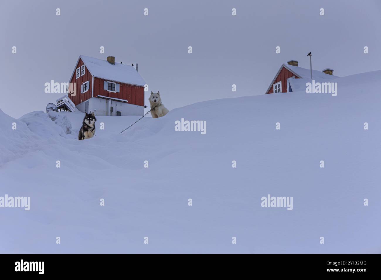 Typical Greenlandic houses in deep snow, Greenland dogs, Husky, Winter ...