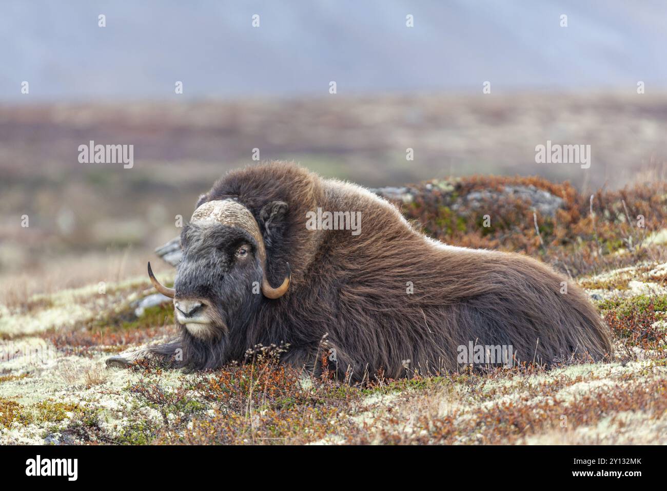Musk ox (Ovibos moschatus), lying, quiet, autumn tundra, mountains, Dovrefjell National Park ...