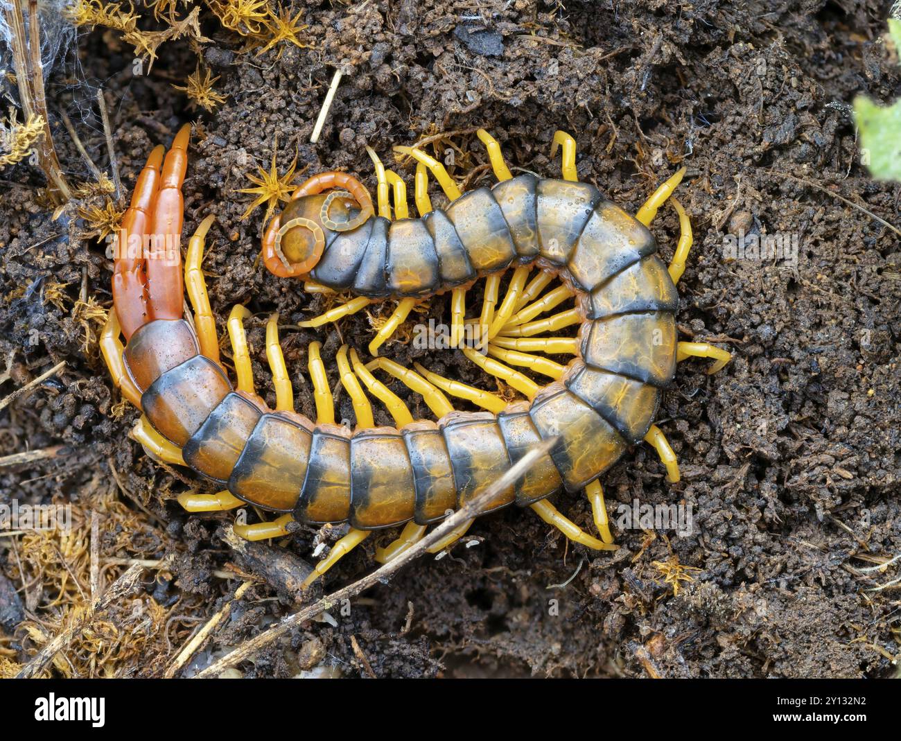 Megarian banded centipede (Scolopendra cingulata), Megarian banded ...
