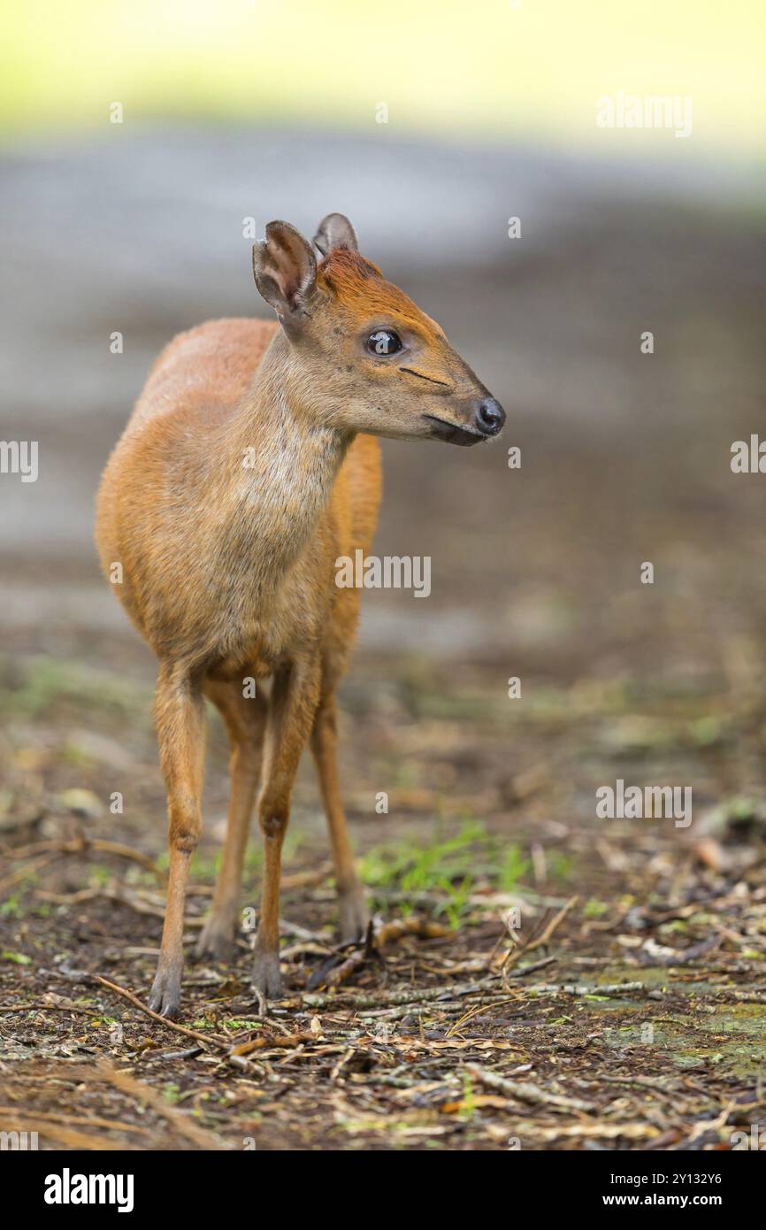 Red forest duiker (Cephalophus natalensis) antelope, iSimangaliso ...