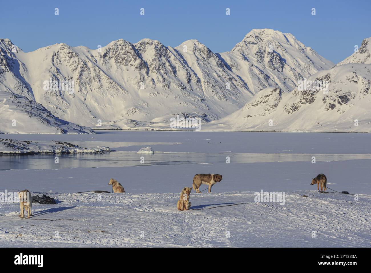 Greenland dogs, huskies, in front of fjord and snowy mountains, sunny ...