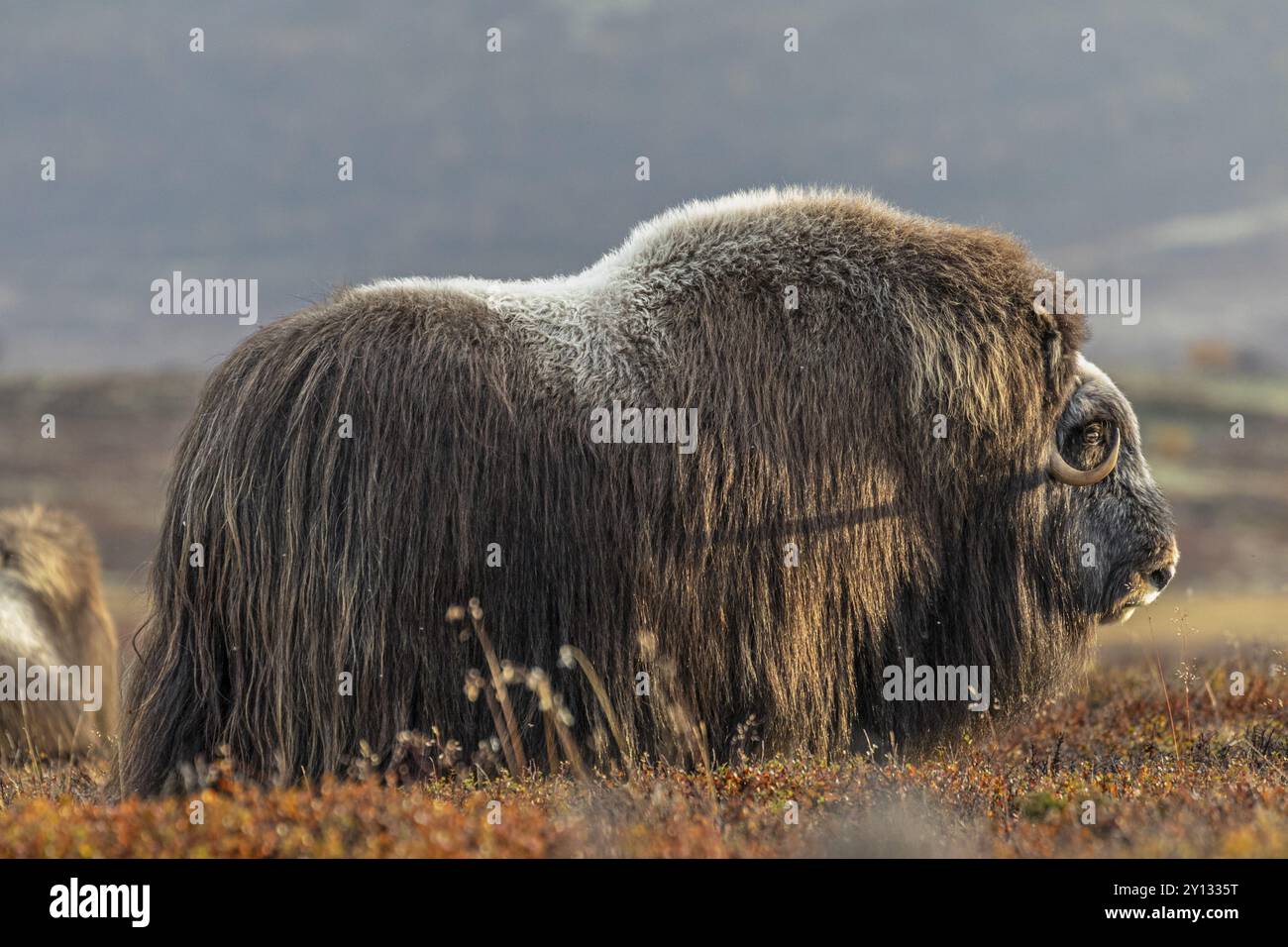 Musk ox (Ovibos moschatus), standing, autumn, Dovrefjell National Park ...