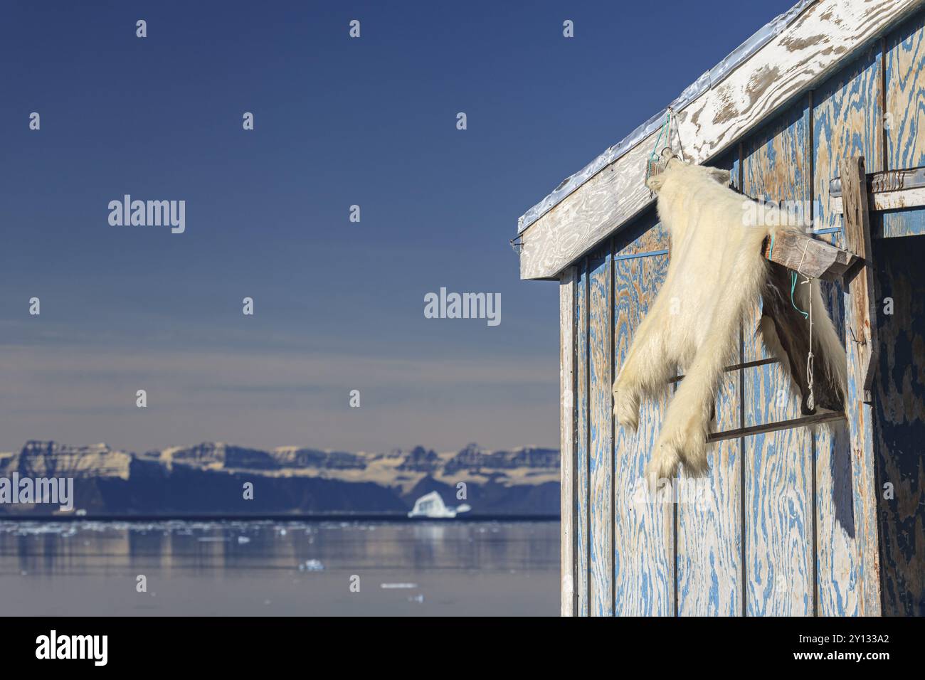 Polar bear skin hanging on house, Inuit settlement on fjord in front of mountains, sunny ...