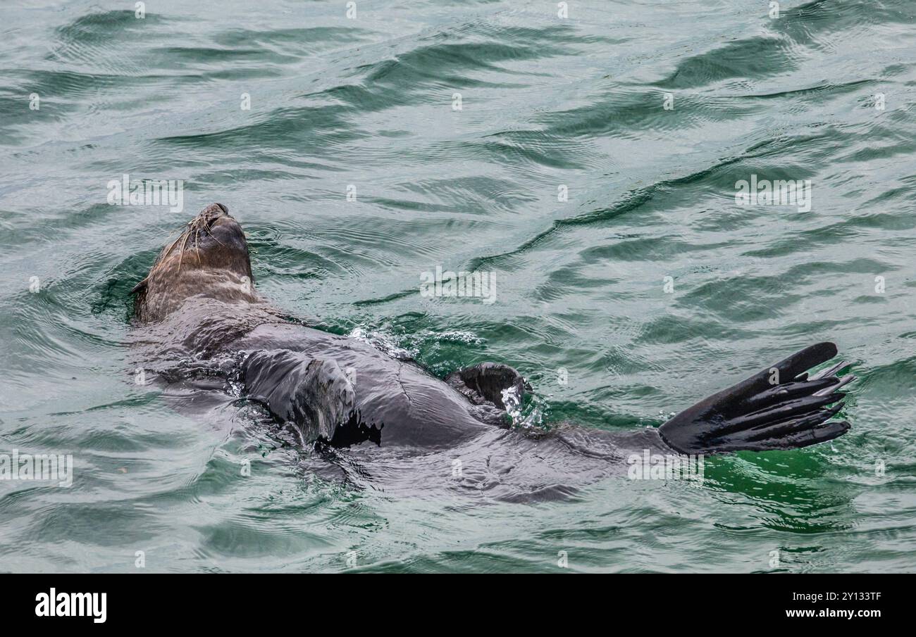 Australian fur seal enjoys a leasurey swim at the seal rocks of the ...