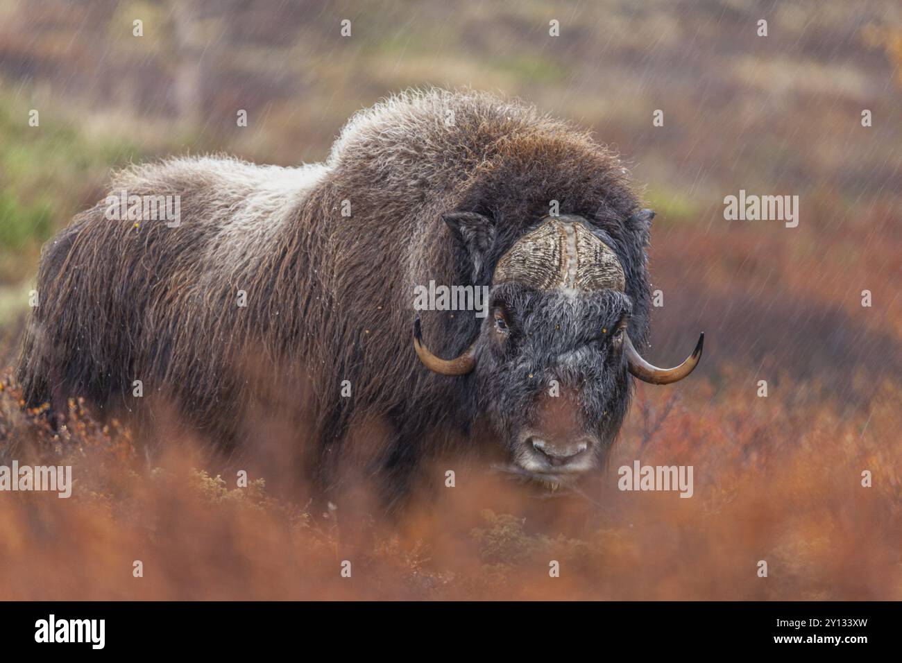 Musk ox (Ovibos moschatus), standing, frontal, in the rain, autumn ...