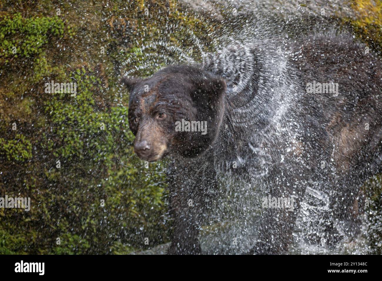 American Black Bear (Ursus americanus) shaking water off its fur ...