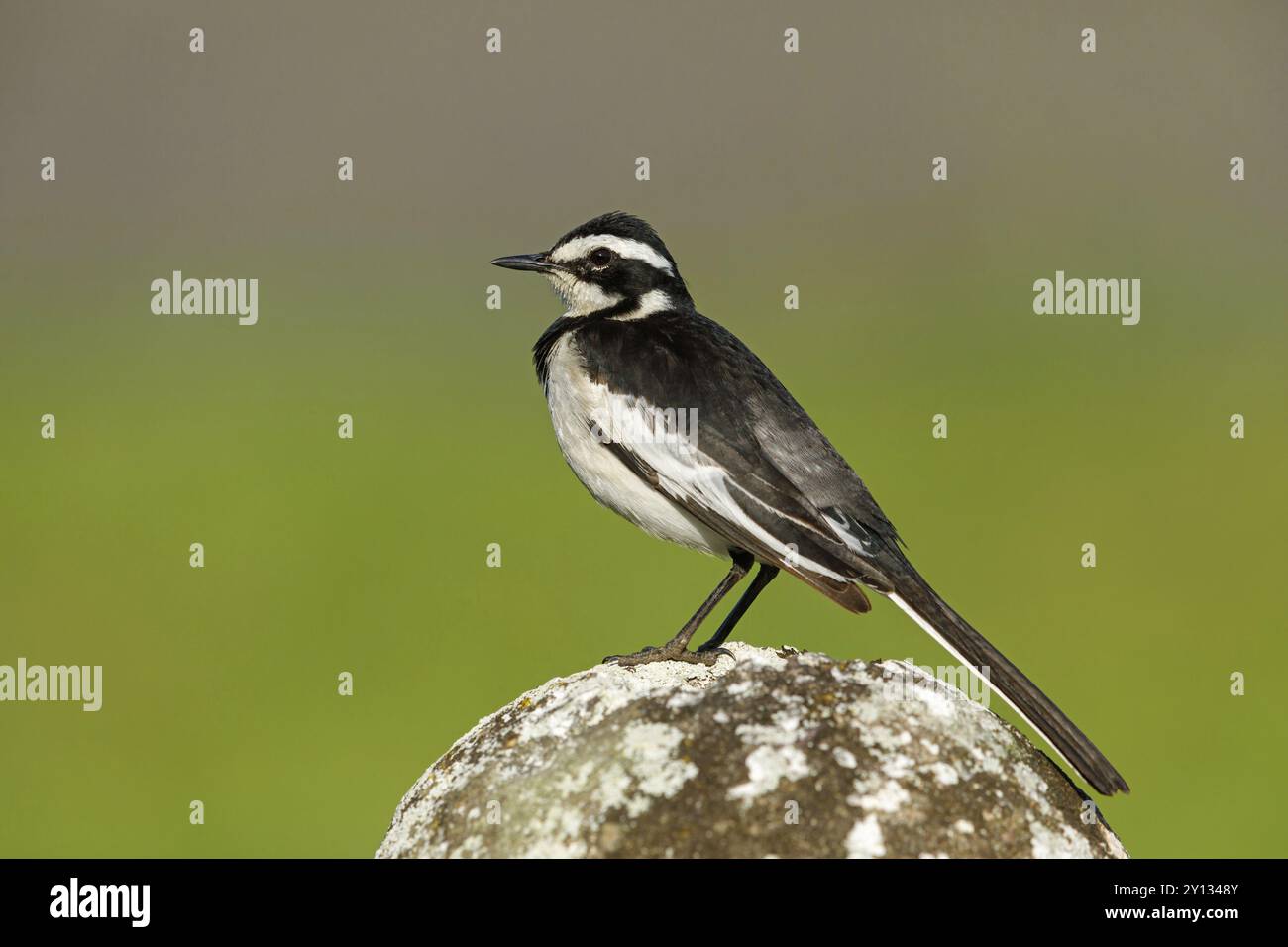 African Pied Wagtail, (Motacilla aguimp), Bergeronnette pie, Lavandera ...