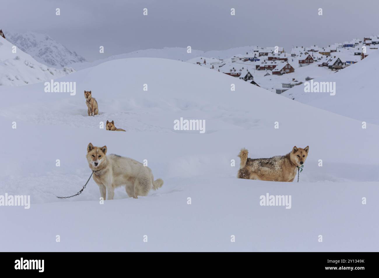 Greenland dogs in deep snow in front of Inuit settlement, Husky, Winter ...