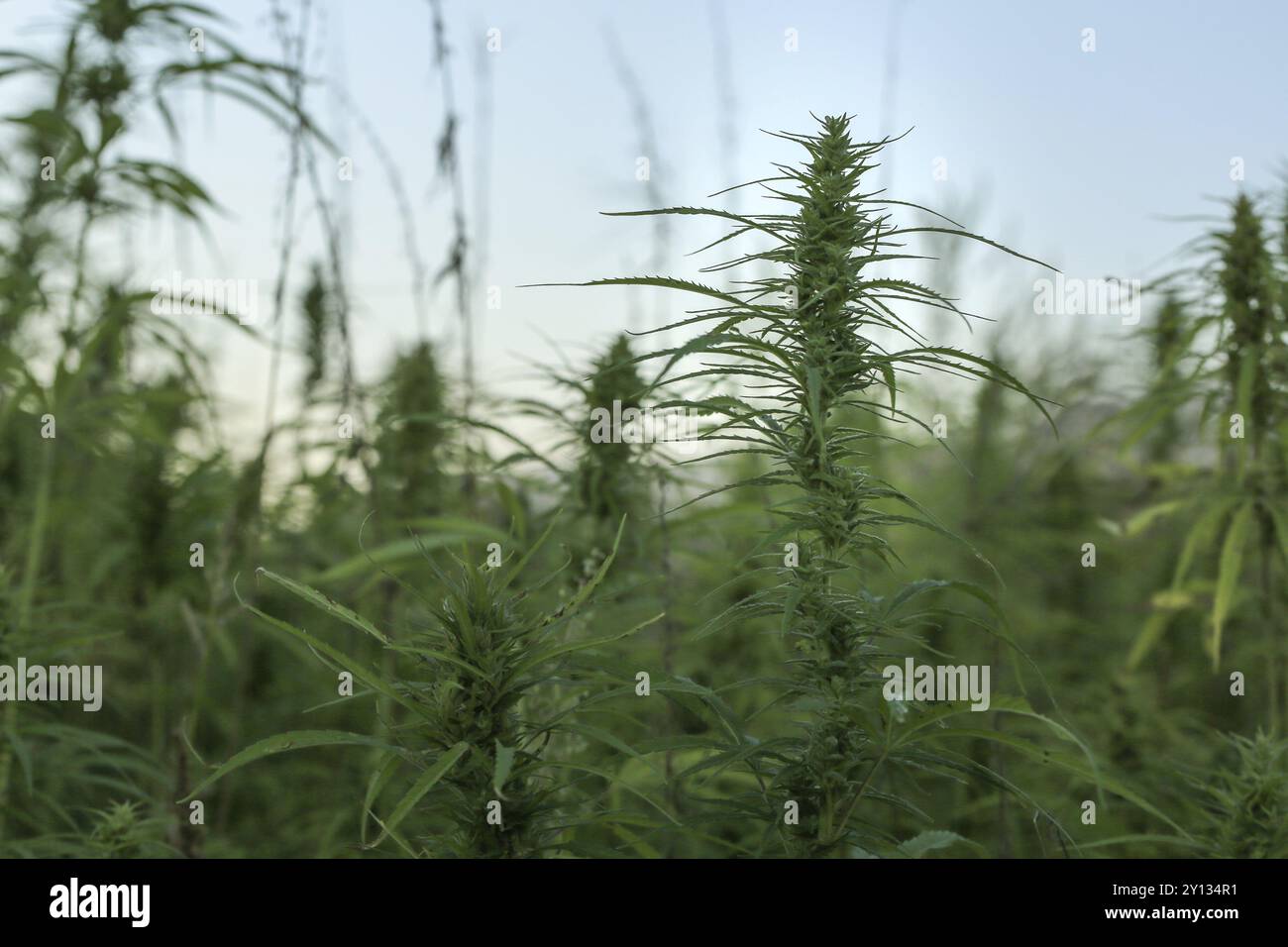 Cannabis grows in the summer countryside farm field Stock Photo - Alamy