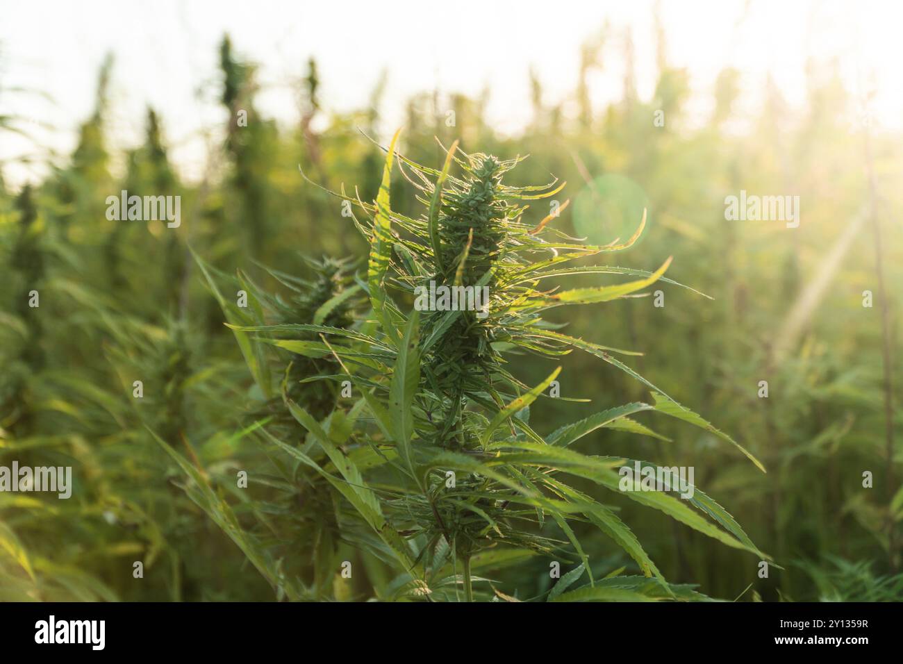 Marijuana plant at outdoor cannabis farm field Stock Photo - Alamy