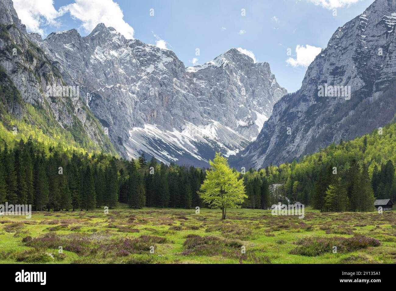 Spring in Krma valley at the Julian Alps with wild flowers blooming ...