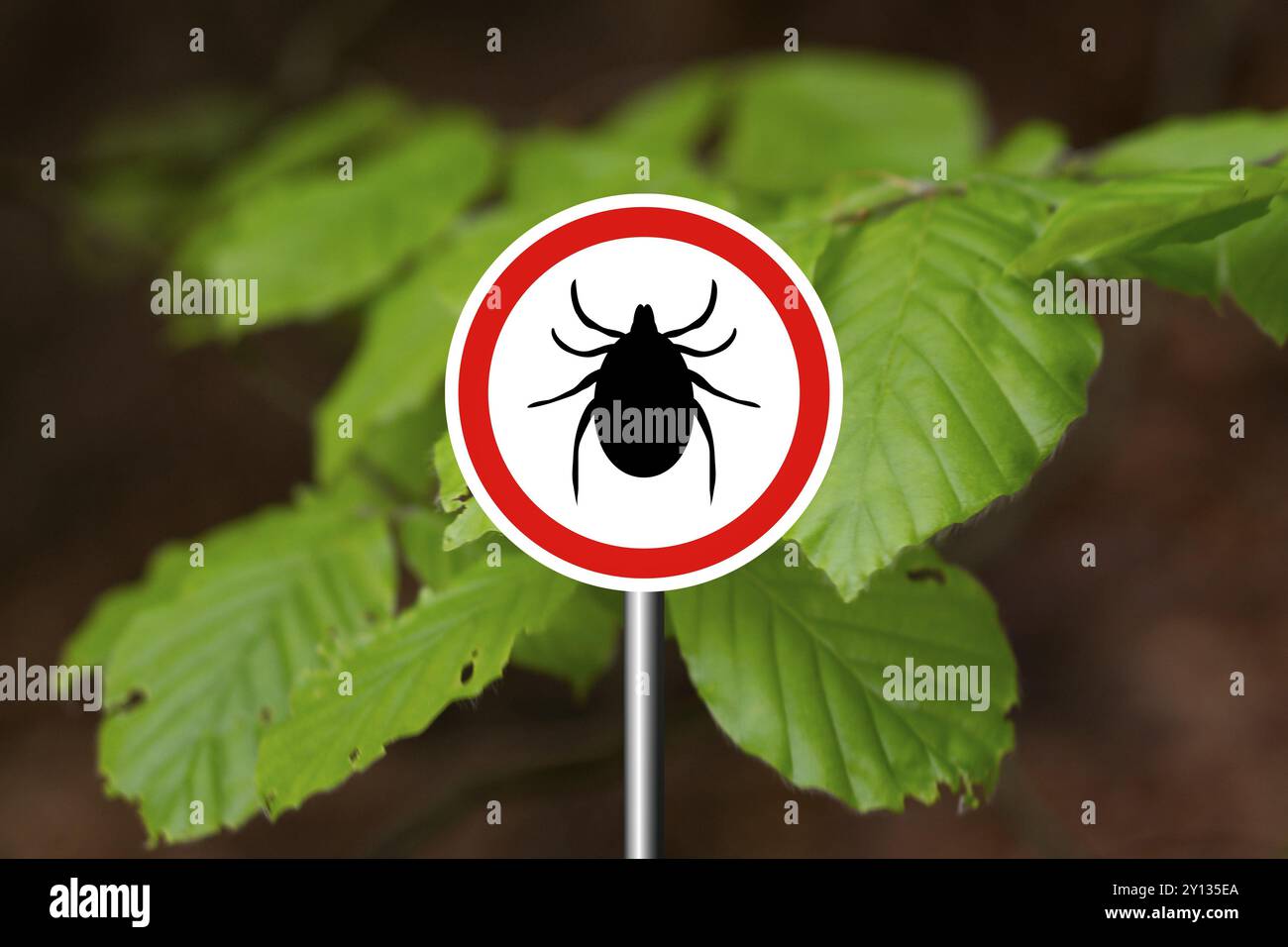 Tick insect warning sign in nature forest. Lyme disease and tick-borne ...